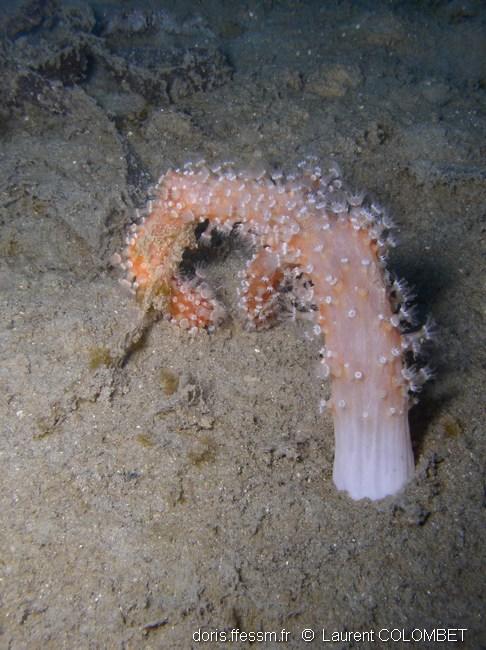 Alcyonium palmatum | DORIS