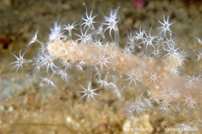 Alcyonium palmatum | DORIS