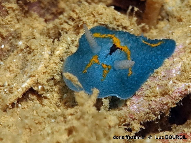 Aldisa theveneti | DORIS