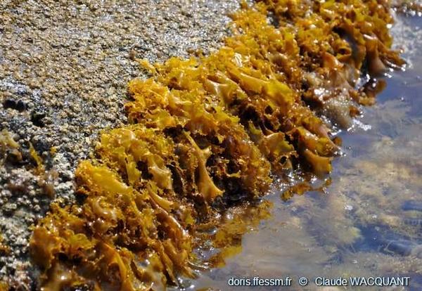 Rissoella verruculosa | DORIS