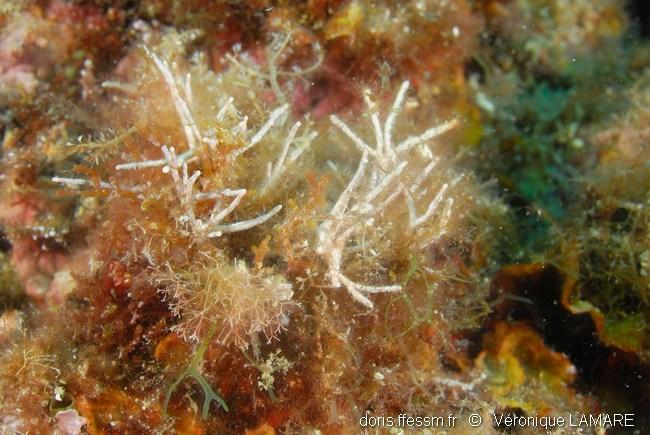 Amphiroa rigida | DORIS