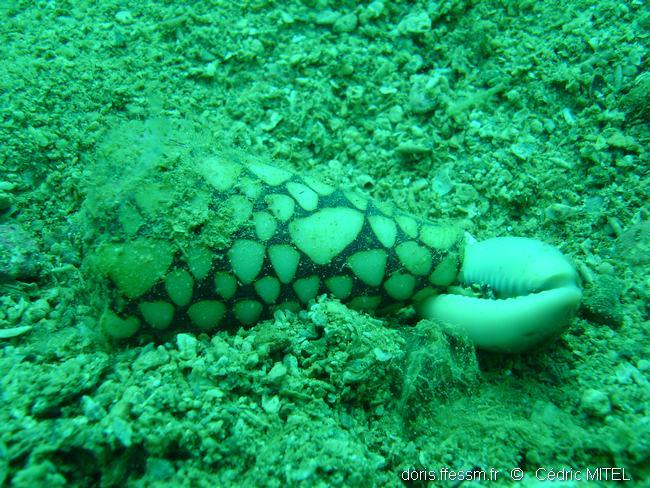 Conus marmoreus | DORIS
