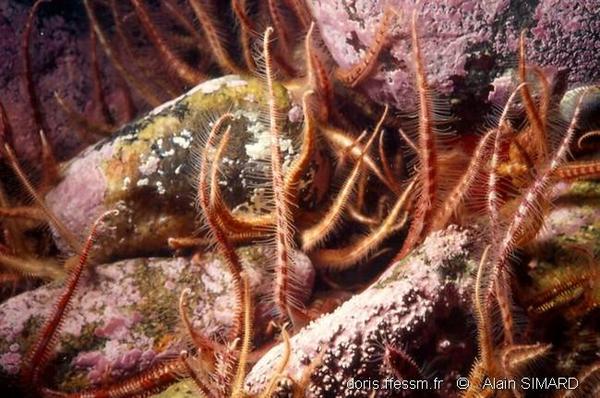 Ophiopholis aculeata | DORIS