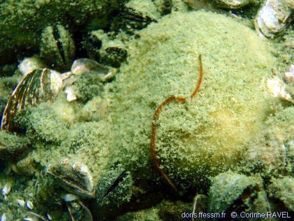 Lumbriculus variegatus | DORIS