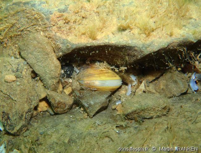 Corbicula fluminea | DORIS