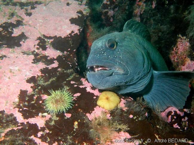 Anarhichas lupus | DORIS