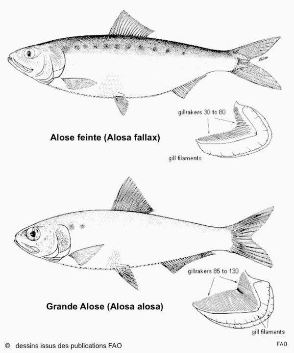 Alosa alosa/fallax | DORIS