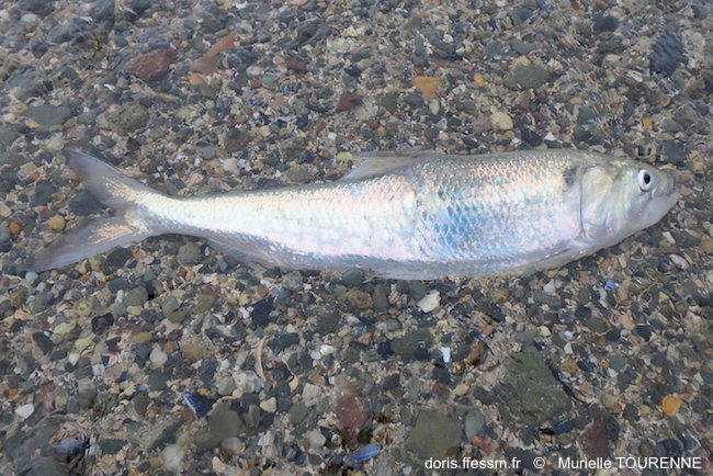 Alosa alosa/fallax | DORIS