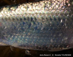 Alosa alosa/fallax | DORIS