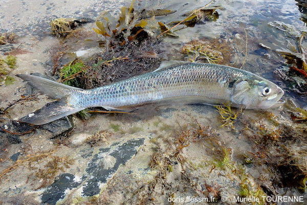 Alosa alosa/fallax | DORIS