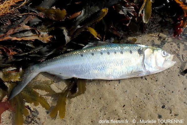 Alosa alosa/fallax | DORIS