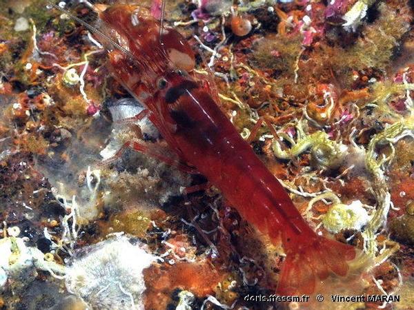 Alpheus dentipes | DORIS