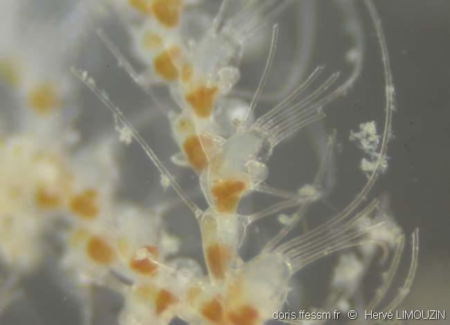 Bicellariella ciliata | DORIS