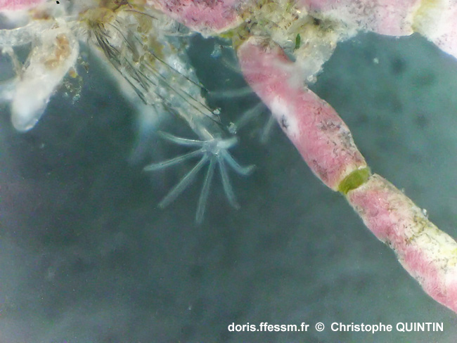 Amathia gracilis | DORIS