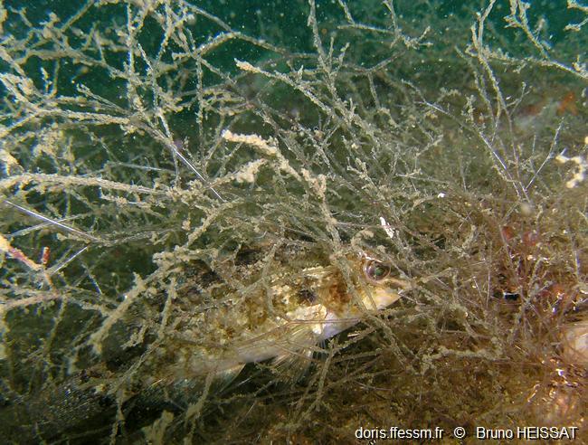 Amathia verticillata | DORIS