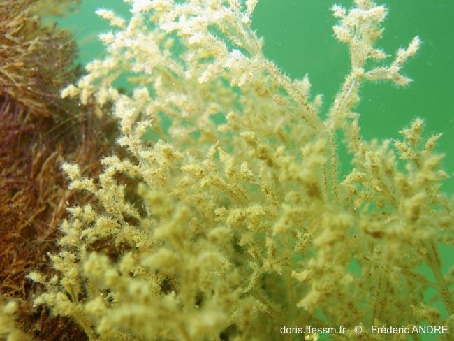 Amathia verticillata | DORIS