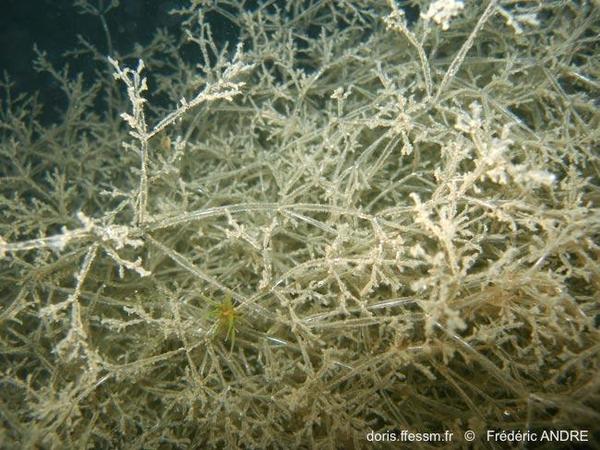 Amathia verticillata | DORIS