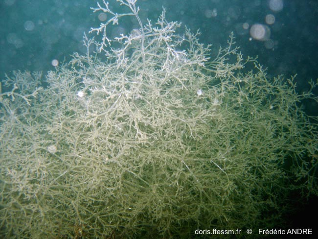 Amathia verticillata | DORIS