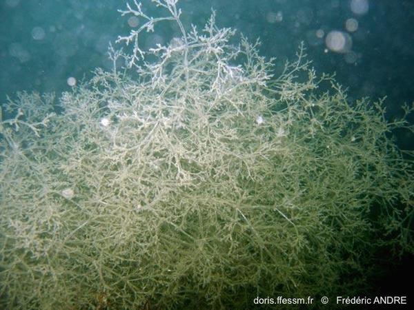 Amathia verticillata | DORIS