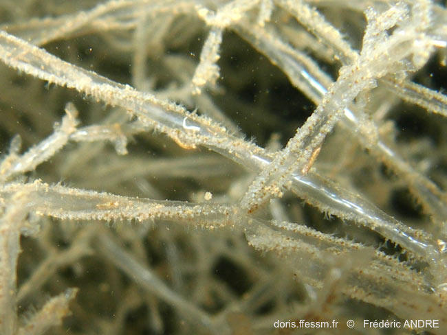 Amathia verticillata | DORIS