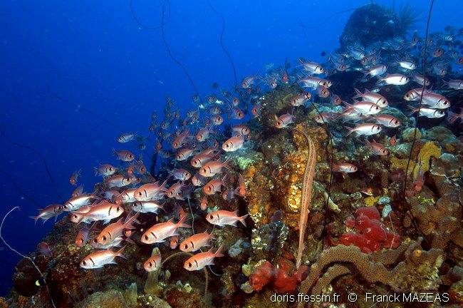 Myripristis jacobus | DORIS