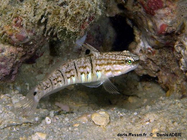 Amblygobius semicinctus | DORIS
