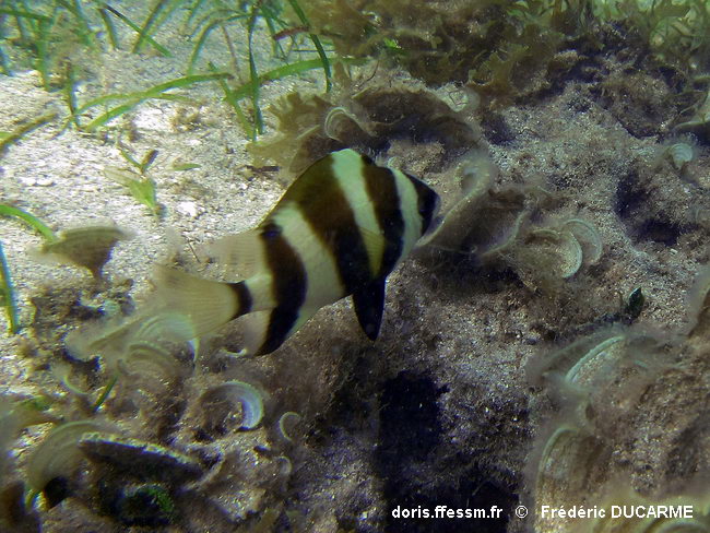 Amblypomacentrus annulatus | DORIS