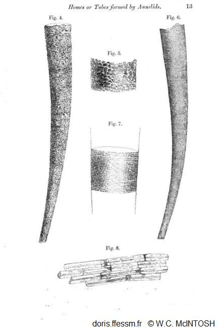 Amphictene auricoma | DORIS