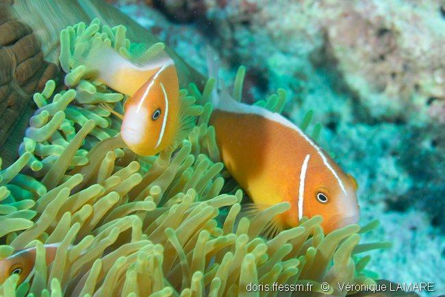 Amphiprion perideraion | DORIS