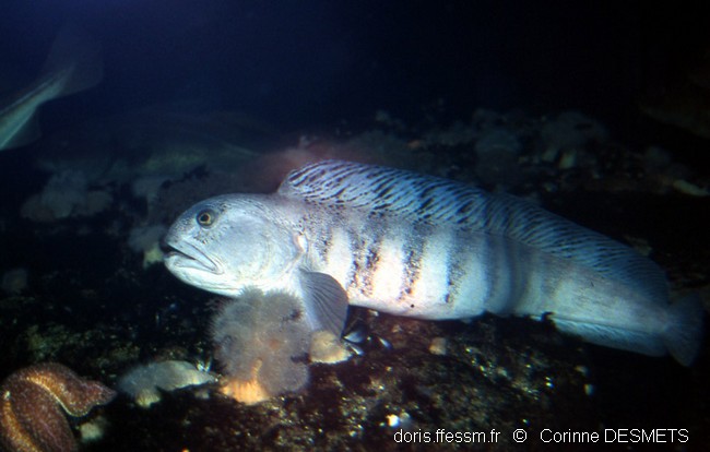 Anarhichas lupus | DORIS
