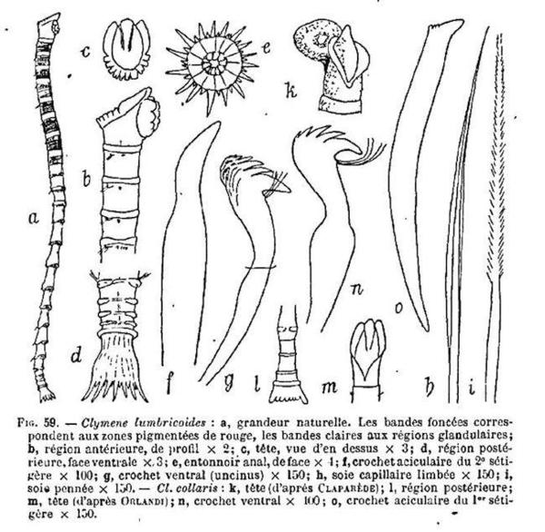 Euclymene lombricoides | DORIS