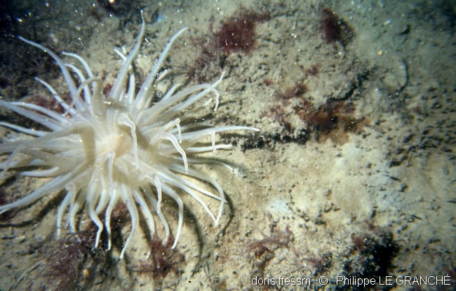 Andresia partenopea | DORIS