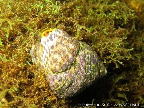 Phorcus turbinatus | DORIS