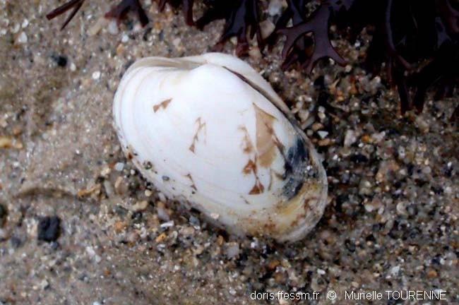 Venerupis corrugata | DORIS