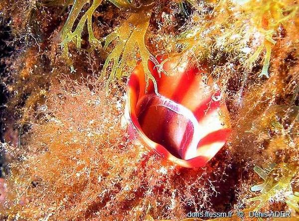 Microcosmus sabatieri | DORIS