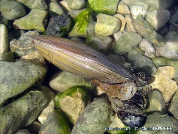 Anodonta cygnea | DORIS