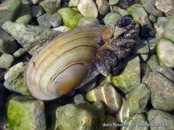 Anodonta cygnea | DORIS