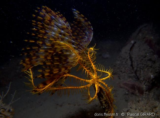 Antedon mediterranea | DORIS