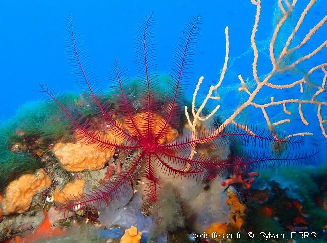 Antedon mediterranea | DORIS