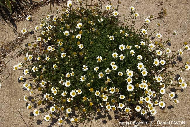Anthemis maritima | DORIS
