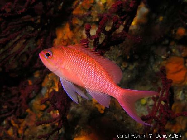 Anthias anthias | DORIS