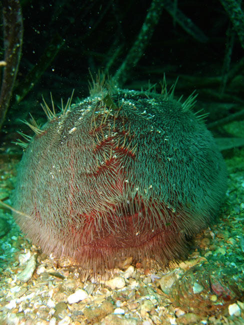 Spatangus purpureus | DORIS