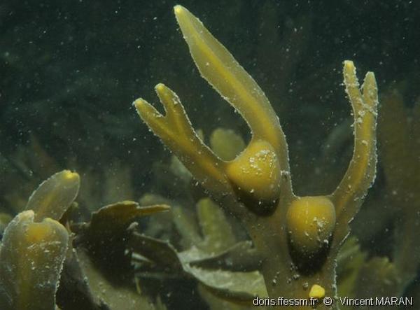 Fucus vesiculosus | DORIS