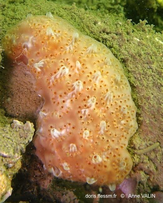 Aplidium aff. nordmanni | DORIS