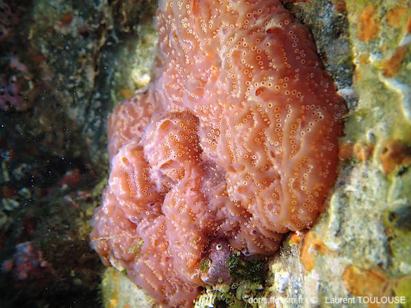 Aplidium aff. nordmanni | DORIS