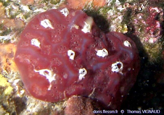 Aplidium aff. nordmanni | DORIS