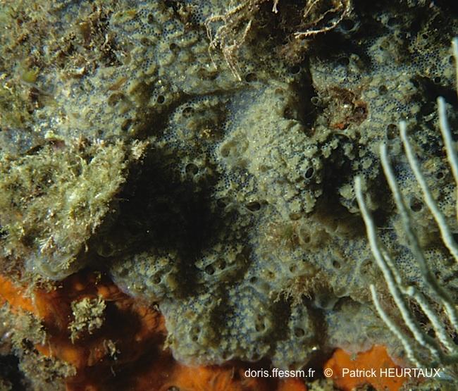 Aplidium asperum | DORIS