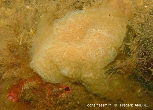 Aplidium glabrum | DORIS