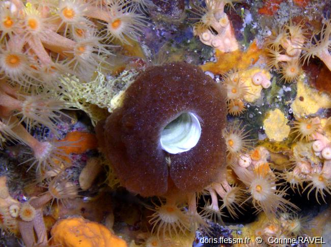 Aplidium fuscum | DORIS