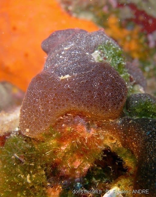 Aplidium fuscum | DORIS